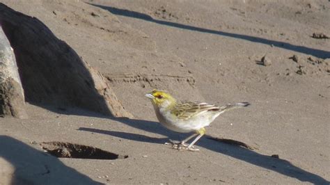 Yellow Browed Sparrow Markeisingbirding