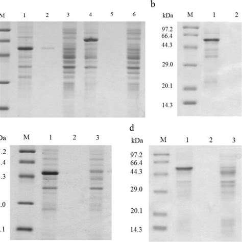 Biosynthesis Of 5′ Ntp Or Dntp From 5′ Nmp Or Dnmp Nmkase Nucleotide Download Scientific