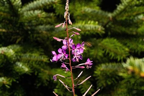 전나무 배경에 보라색 이반 차 좁은 잎이 달린 꽃에 꿀벌의 선택적 초점 0명에 대한 스톡 사진 및 기타 이미지 0명 곤충 꽃 나무 Istock