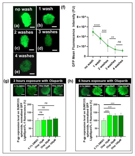 Cancers Free Full Text Lightspot® Fl 1 Fluorescent Probe An Innovative Tool For Cancer Drug