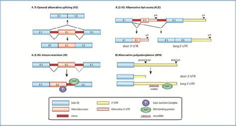 The Alternative Life Of RNA Sequencing Meets Single Molecule Approaches RNA Seq Blog