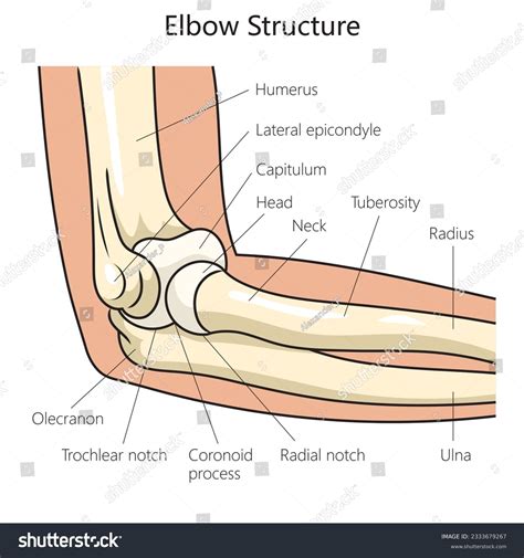 Elbow Joint Diagram Elbow Joint 8 Poster By Science Photo Library