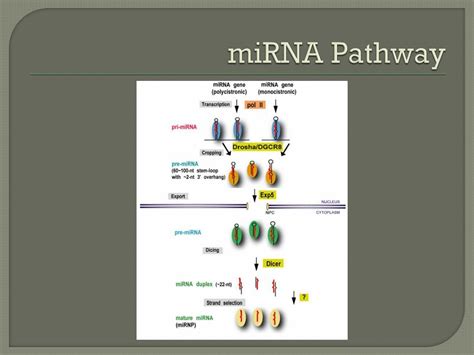 Ppt Finding The Building Blocks Of Rna 3 D Structure Using Graph Analysis Powerpoint
