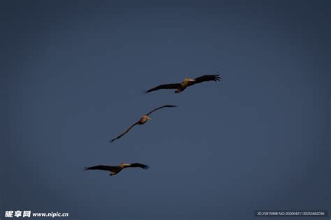 长嘴巴鹈鹕空山鸟语图片摄影图 鸟类 生物世界 摄影图库 昵图网