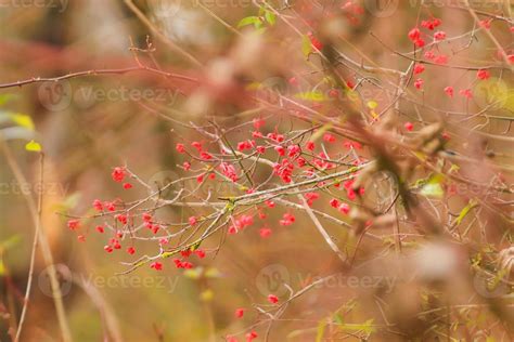 Red And Orange Berries On A Tree In Winter 17699526 Stock Photo At Vecteezy