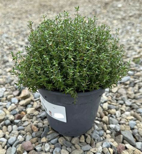 Thymus Faustini D And M Garden Centre