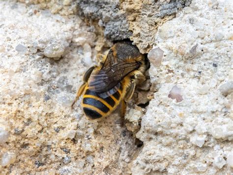 Get Rid Of Bee Problems Pest Uk