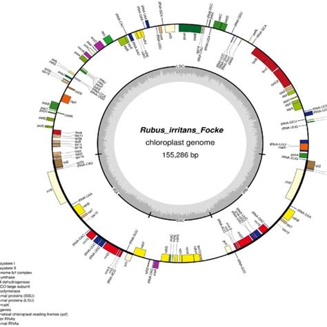 Genome Map Of R Irritans The Forward Encoding And Reverse Encoding