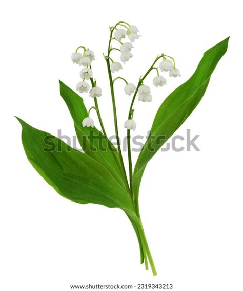 Lily Of The Valley Png Images Stock Photos And Vectors Shutterstock