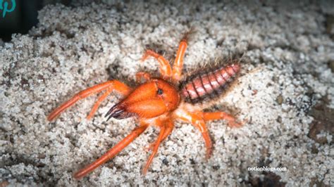 When To Be Concerned About A Spider Bite And How To Respond Notionblogs