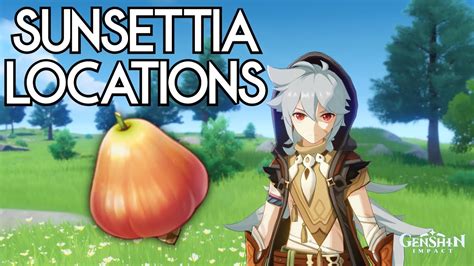 70 Sunsettia In Under 5 Minutes Sunsettia Locations Genshin Impact