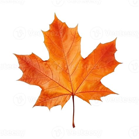 Autumn Falling Leaf Isolated 26748753 Png