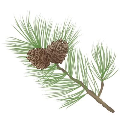 Pine Branch Vector Art Icons And Graphics For Free Download