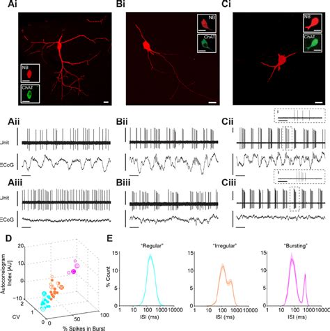 Spontaneous Activity Of Identified Striatal Cholinergic Interneurons