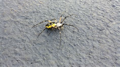 Spider Bug Insect Free Photo On Pixabay Pixabay