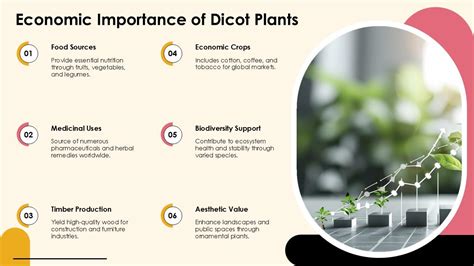 Exploring Dicotyledonous Plants Characteristics And Types Ppt Sample St