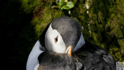 Puffins S Get The Best  On Giphy