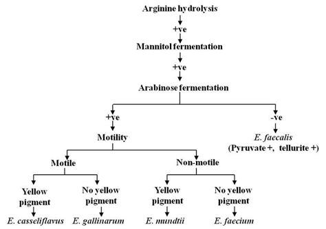 2 Phenotypic Speciation Of Enterococcus Isolates Download Scientific Diagram