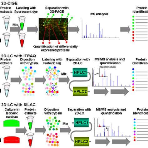 Three Major Approaches For Quantitative Proteomic Analysis A 2d Dige Download Scientific