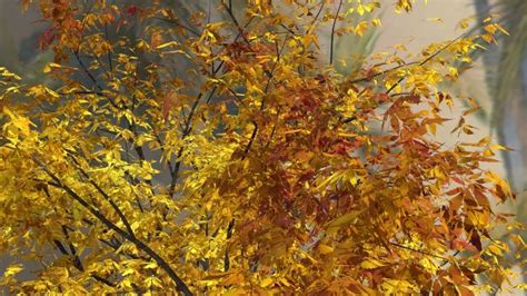 Serie De Tests De Shaders De árboles 3d Fall Colors Landscape Art