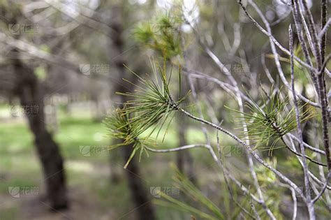 森林中的松枝
