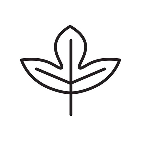 Sassafras Free Stock Vectors