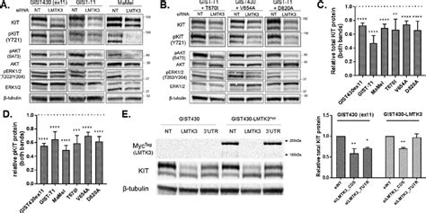 Silencing Of Lmtk3 In Kit Mutant Gist And Melanoma Cells Reduces Kit Download Scientific