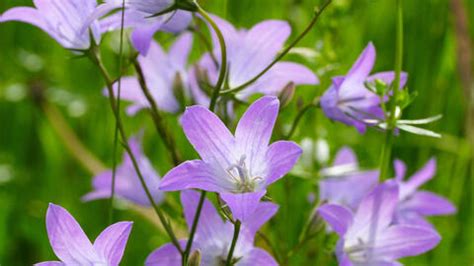 Wiesen Glockenblume Pflanzen Und Pflegen Mein Schöner Garten
