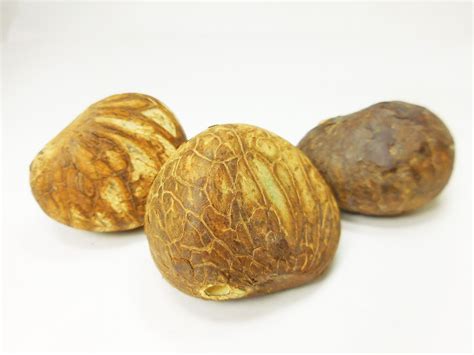 3 Large Tagua Nuts Vegetable Ivory For Carving And Crafts