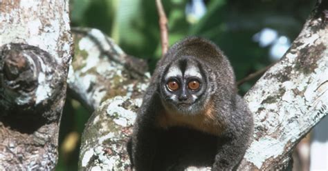 Fetos Y Simios Sin Ojos Se Encontraron En Laboratorio Acusado De