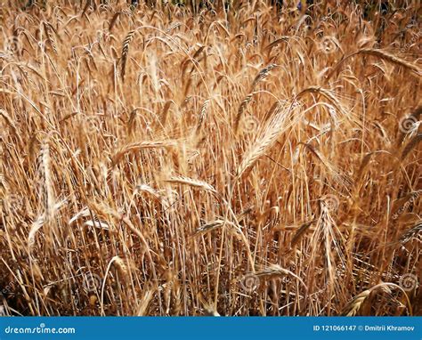 Стержни зрелой пшеницы в поле под солнцем лета лучей Стоковое Изображение изображение