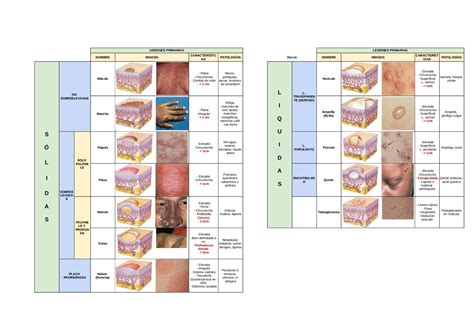 Resumen De Piel Y Anexos Esquemas Y Mapas Conceptuales De Semiología