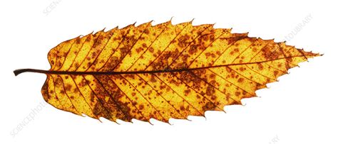 Leaf Decay Stock Image C0337677 Science Photo Library
