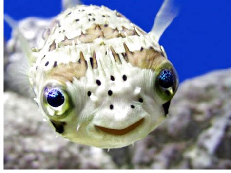 Porcupine Puffer Diodon Holocanthus The Reef Experience
