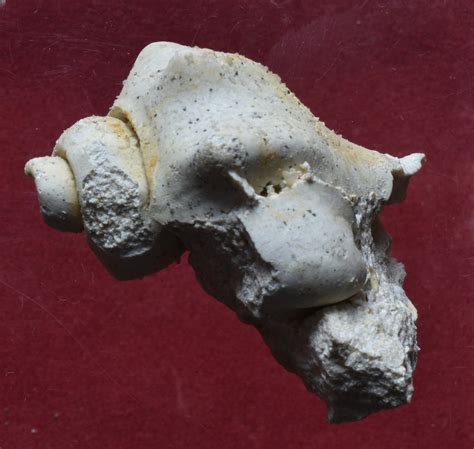 Fusus Sp Jsd Fossiles