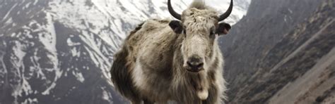 Ubuntu 1610 New Features Sadly No Unity 8 Yet Marksei