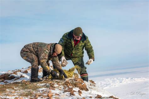 УВС Зэрлэг ан амьтдад биотехникийн арга хэмжээ авчээ