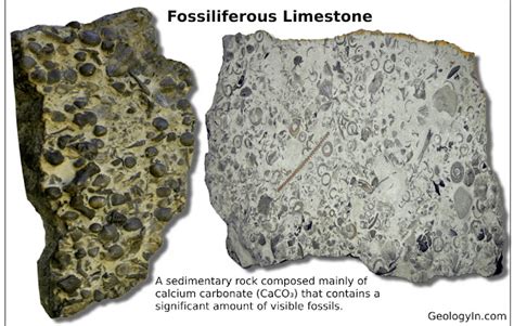 Fossiliferous Limestone What Is It Properties Formation Geology In