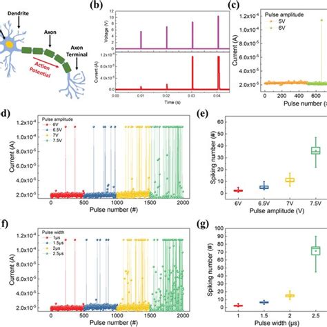 LIF Neuron Emulation A Schematic Of A Biological Neuron B Download Scientific Diagram