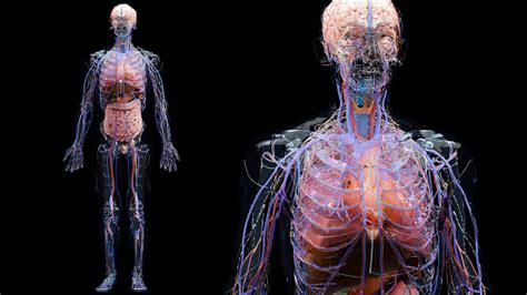 인체 해부학 내부 장기 및 뼈 호흡기 및 소화기 및 신경 정맥 순환계 부품 검은 배경 내장 및 위 남성 골격 3d 렌더링 3차원 형태에 대한 스톡 사진 및 기타 이미지