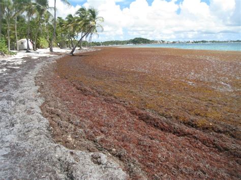 Les Sargasses En Guadeloupe Où Et Quand Les Trouver