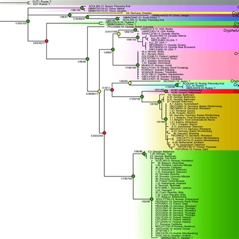 Species Tree Based On Coi Barcodes Support Values Are Given As