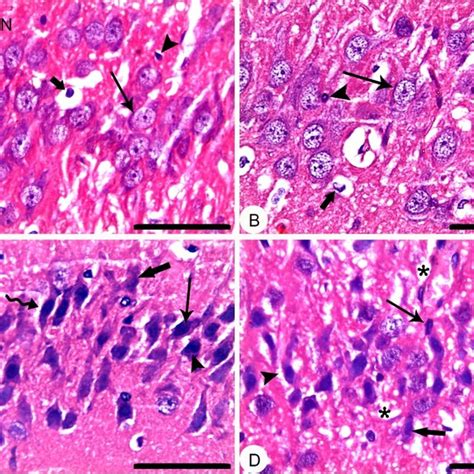 Hippocampus Ca3 Region Rat Hande Stain Bar 50 µm A Corn Oil Co Download Scientific