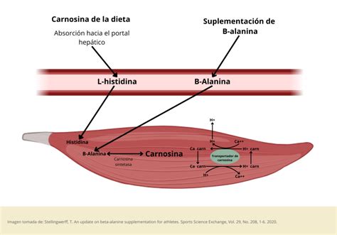 B Alanina Mecanismos De Acción Recomendaciones Anthropometrica
