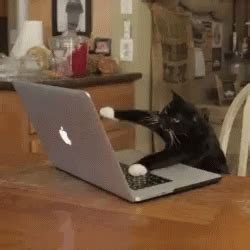 Cat Keyboard  Cat Keyboard Typing Откриване и споделяне на 