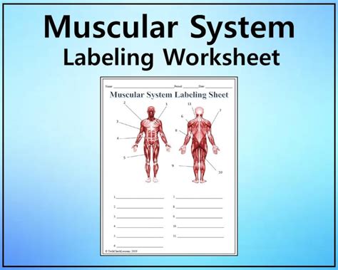 Muscular System Labeling Worksheet Science Editable Digital Download