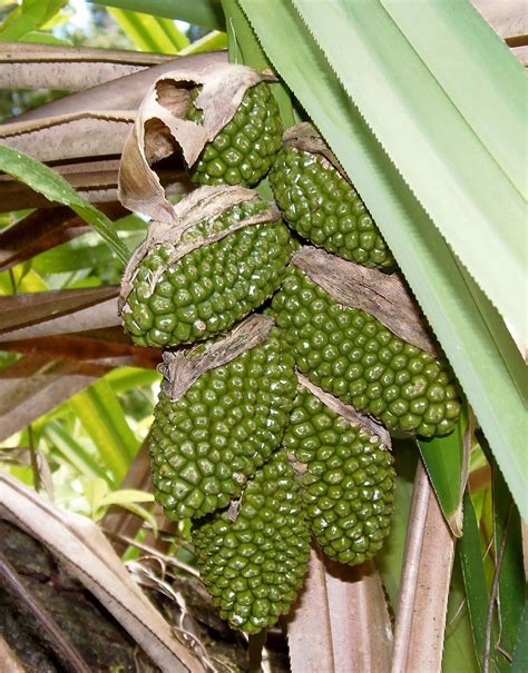 Pandanus Polycephalus Pandanaceae