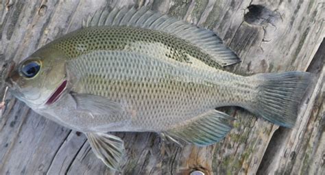 メジナ 2010 11 11 Web魚図鑑