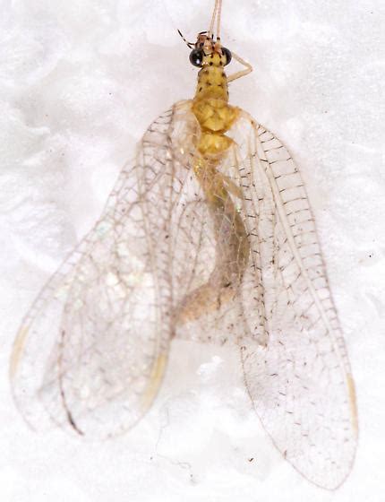 Chrysopa Chi Chrysopa Oculata Bugguidenet