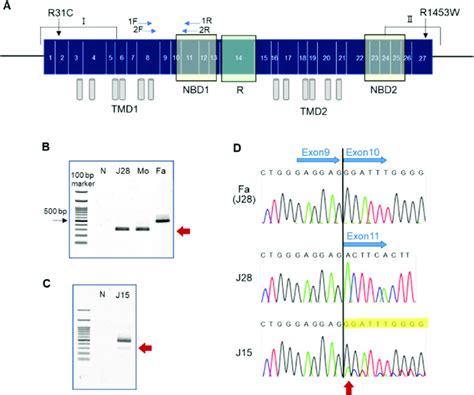 Schematic Representation Of The Cftr Cdna And Primer Sites For Rt Pcr Download Scientific
